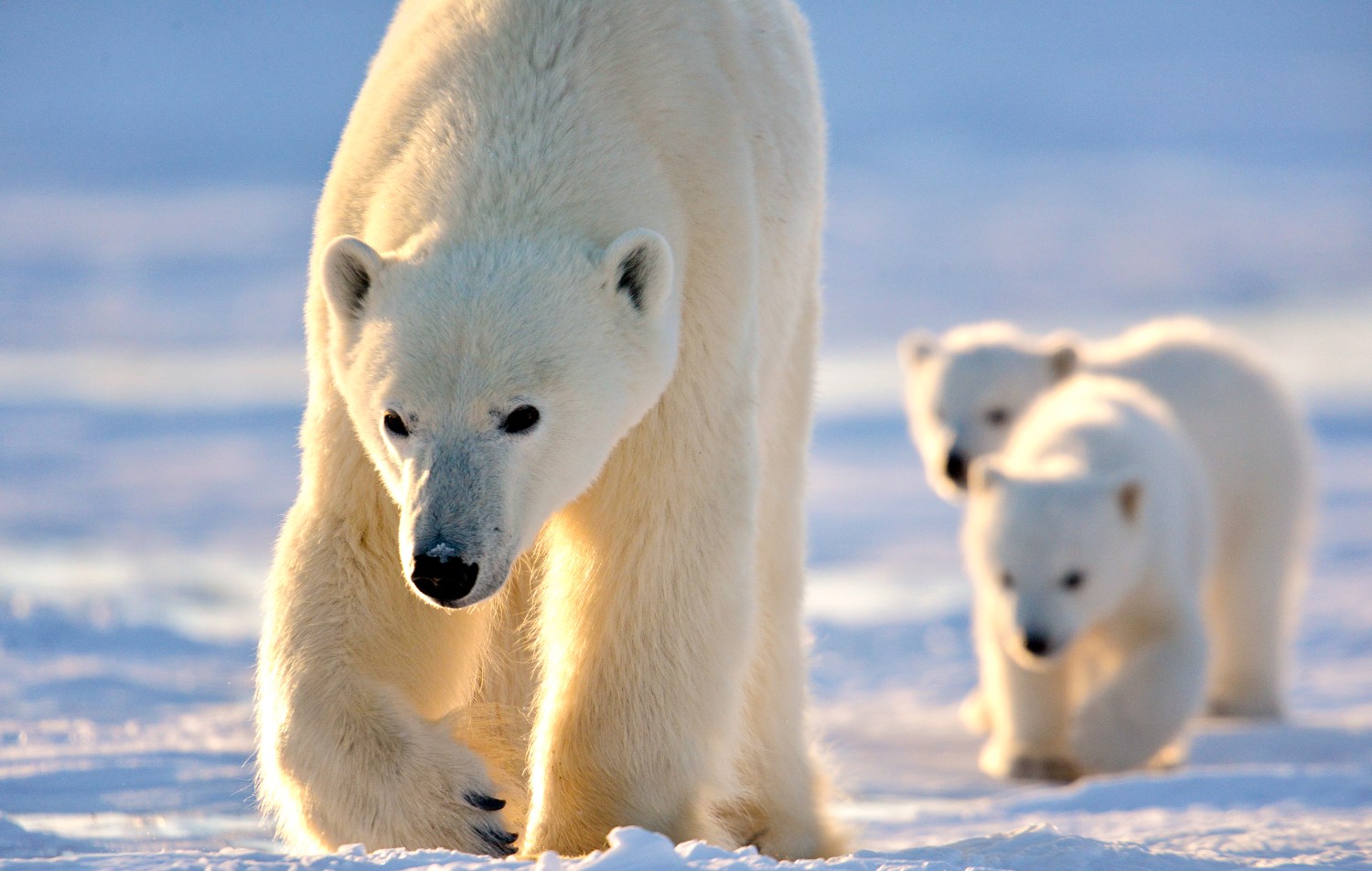 Polar Bears: How They've Adapted To Their Arctic Realm