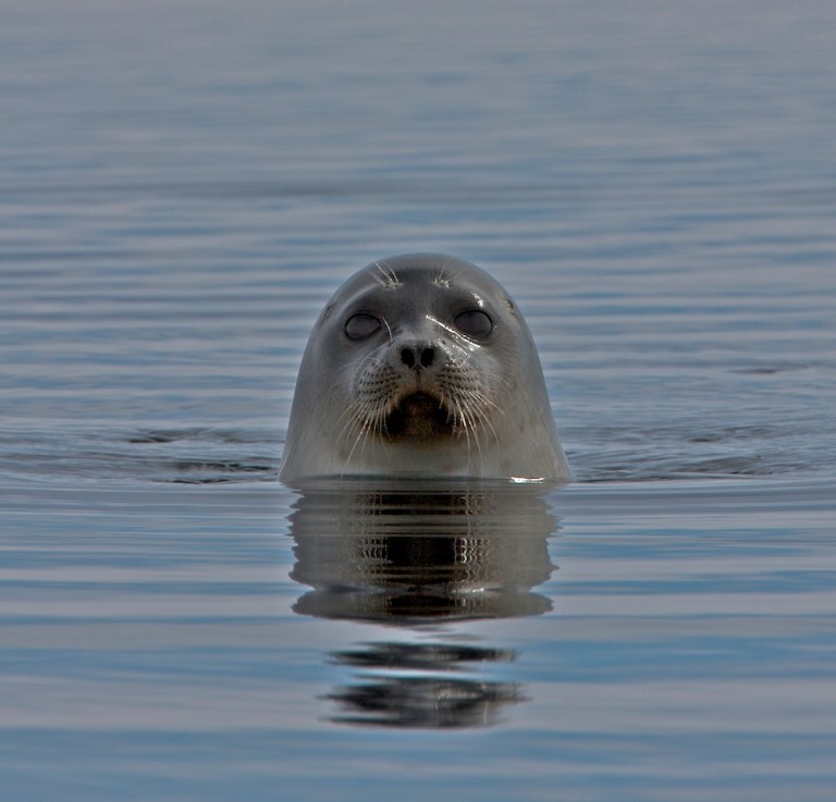 Other Amazing Animals to See On Our Polar Bear Safaris