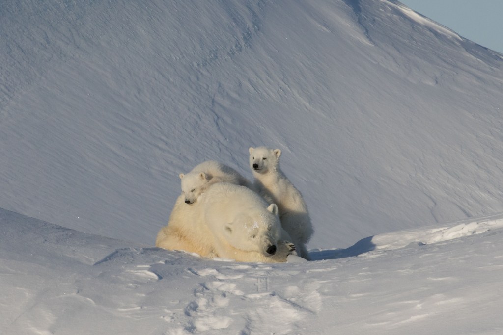 Why Arctic Safaris are the new African Safari