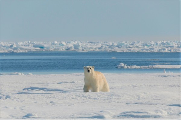 Polar Bear Week: Why Polar Bears Need Sea-Ice