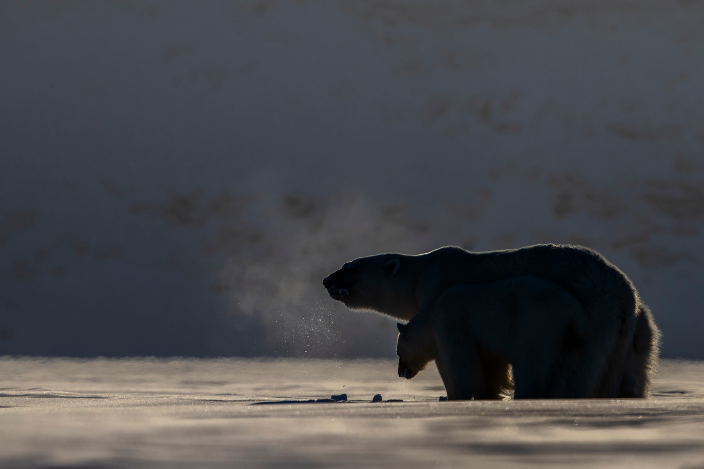 Polar Bear Seasonal Habits & Challenges | Arctic Kingdom