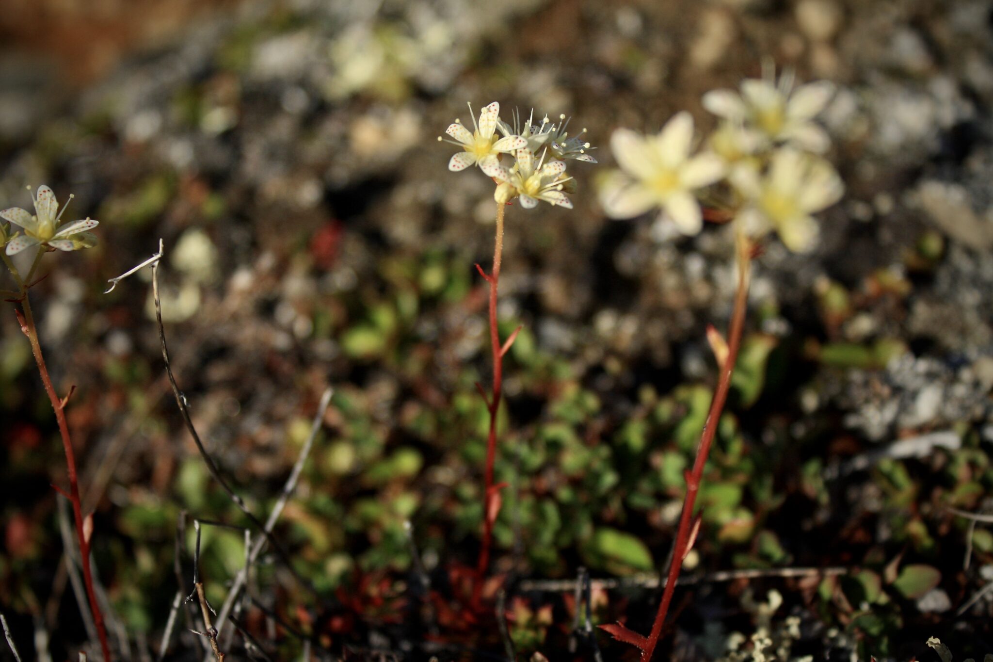 Get to Know Iqaluit - Arctic Kingdom