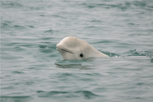 Whales of the Arctic - Arctic Kingdom
