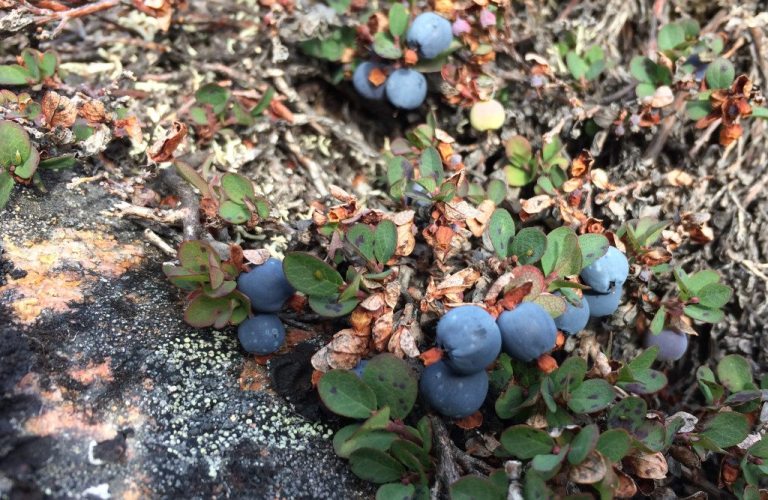 Foraging the Tundra in Qikiqtarjuaq | Arctic Kingdom