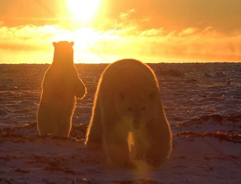 Polar Bear Migration - Arctic Experience - Arctic Kingdom