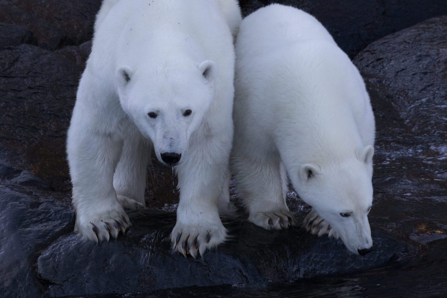 6 Facts About the Canadian Arctic: Top Polar Destination