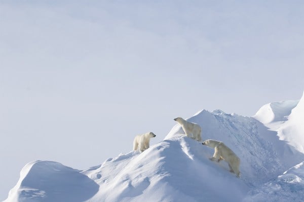 Polar Bears: How They've Adapted To Their Arctic Realm