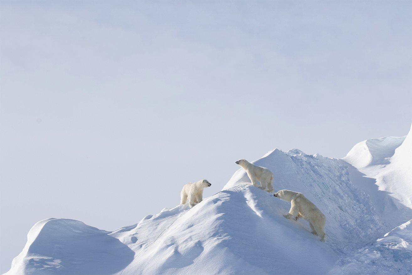 Polar Bears: How They've Adapted To Their Arctic Realm