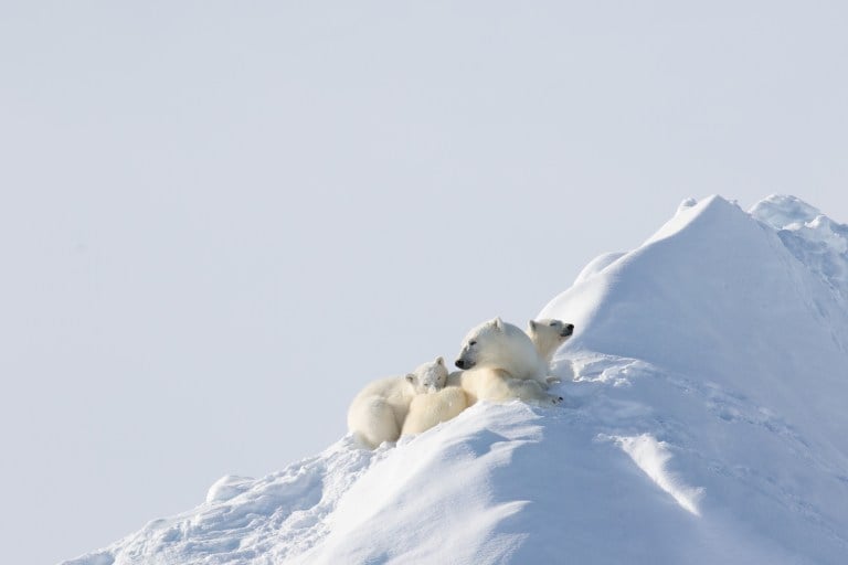 Polar Bear Seasonal Habits & Challenges | Arctic Kingdom