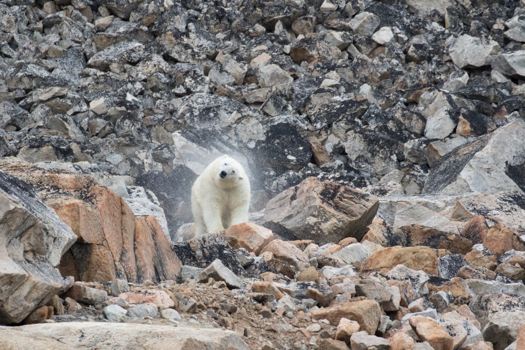 Polar Bears: How They've Adapted To Their Arctic Realm