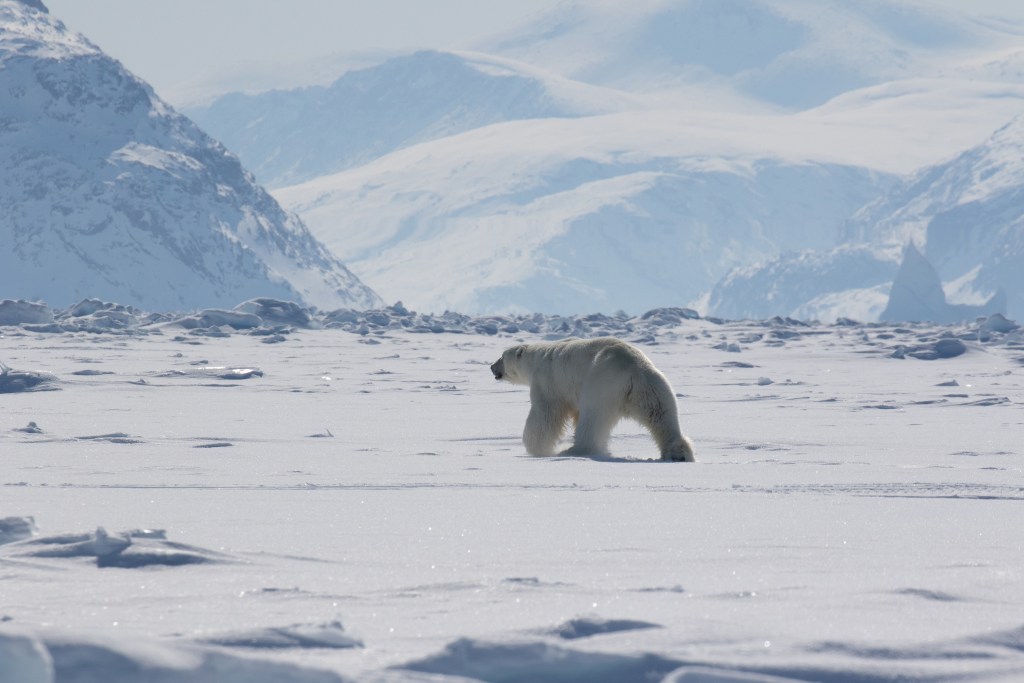 Polar Bear Seasonal Habits & Challenges | Arctic Kingdom