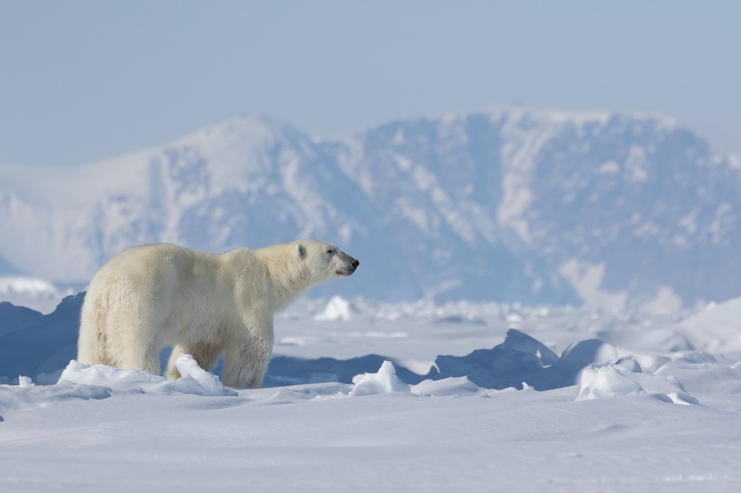 Spring Polar Bear Safari & Hudson Bay Polar Bear Cabin