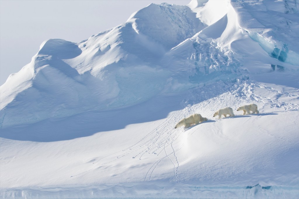 Arctic Wildlife Behaviour: Photographing Wild Personalities Arctic Wildlife Behaviour: Photographing Wild Personalities