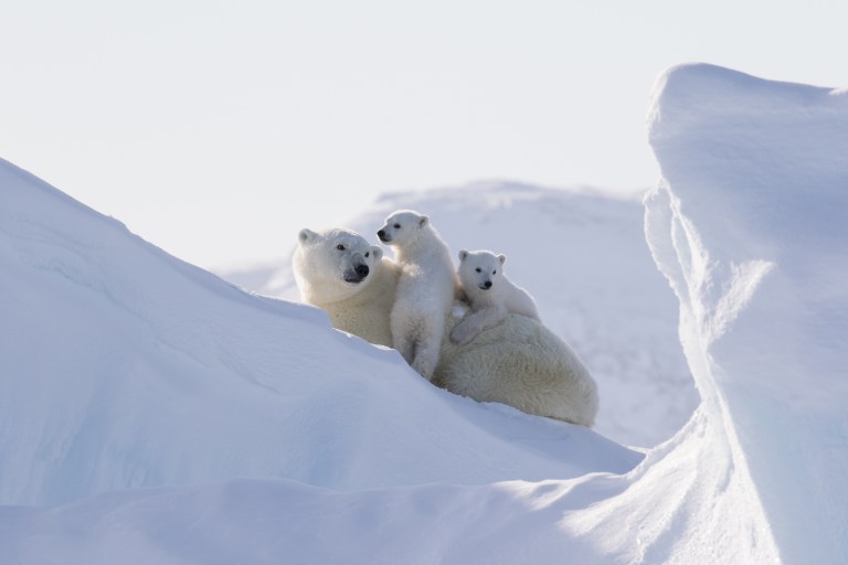 7 Amazing Things To Do In The Arctic - Arctic Kingdom