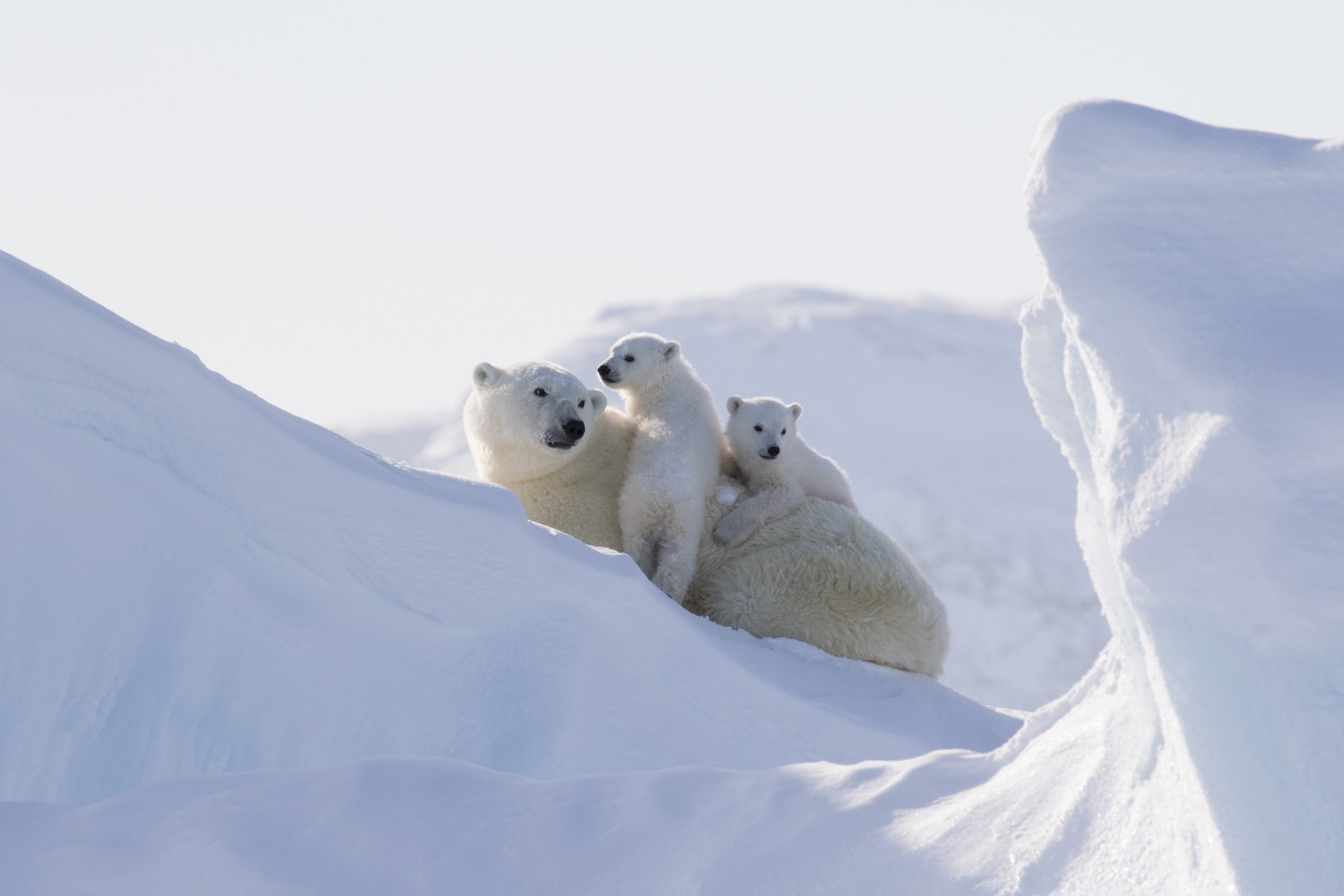 7 Amazing Things To Do In The Arctic - Arctic Kingdom