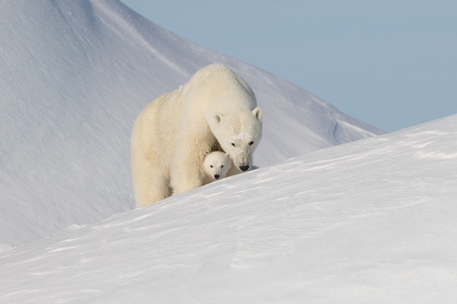Female Polar Bears Are Truly The Queens Of The Arctic