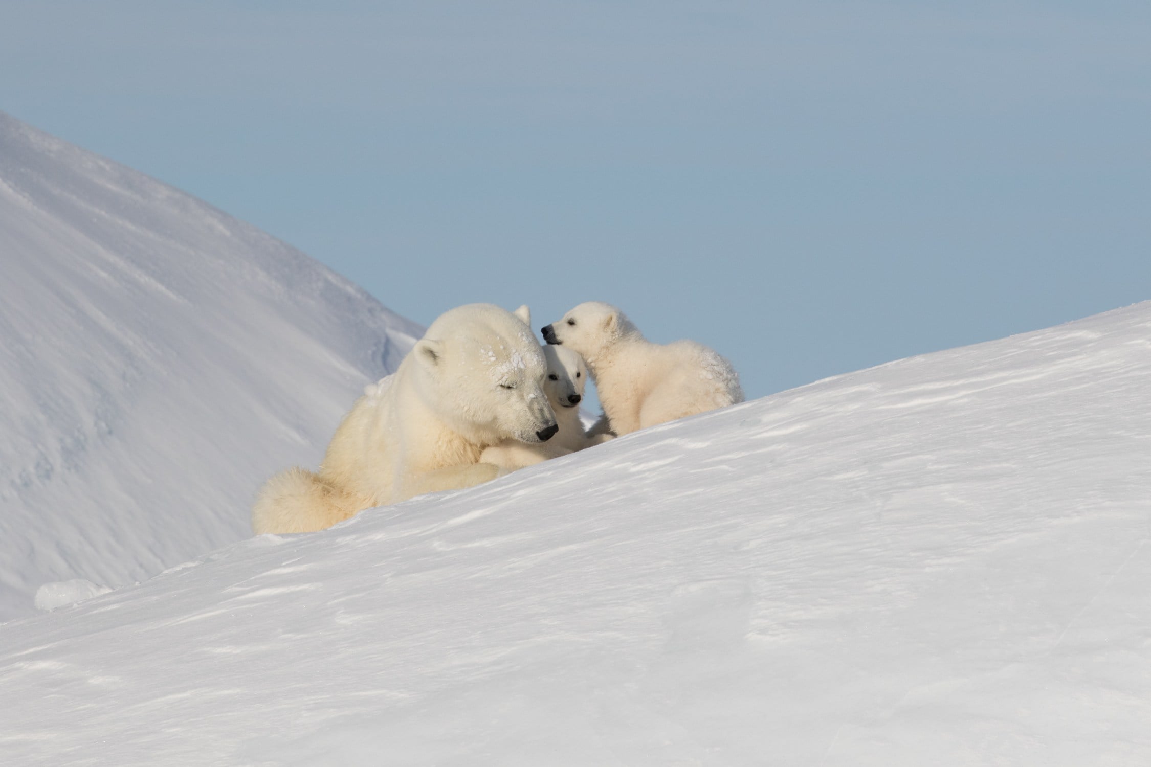 7 Amazing Things To Do In The Arctic - Arctic Kingdom