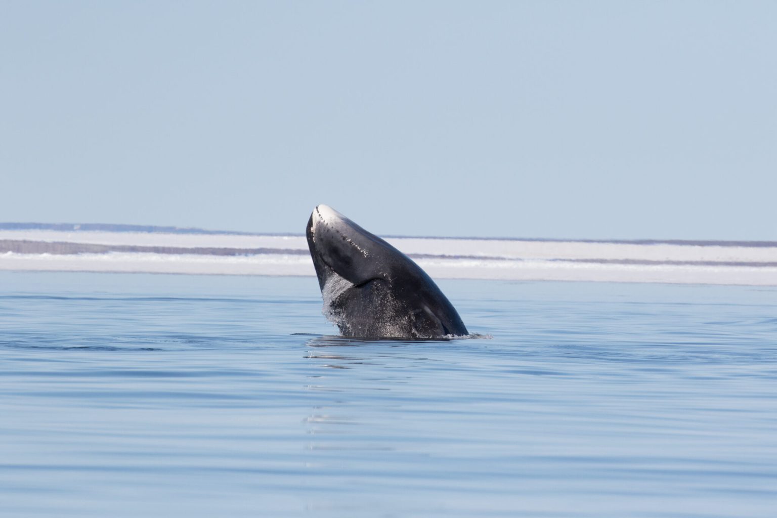 The Mystery of the Oldest Bowhead Whale - Arctic Kingdom
