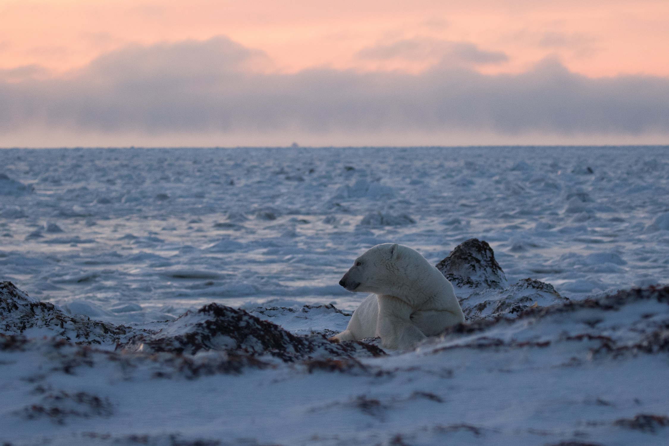 What Is Polar Bear Alley - Arctic Kingdom
