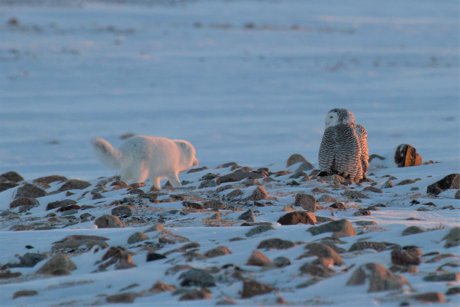 Our Top Arctic Fox Photos - Arctic Kingdom