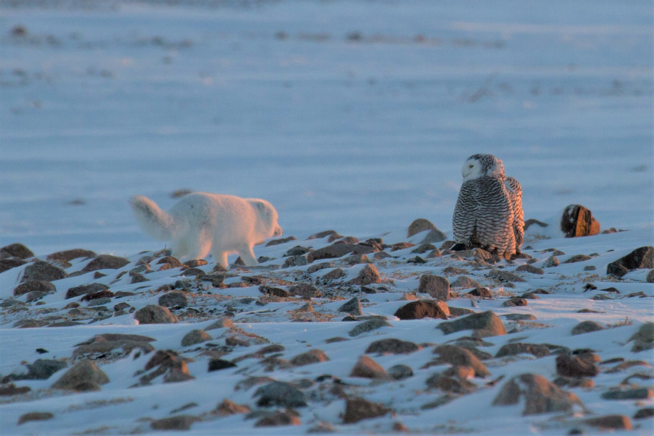 Our Top Arctic Fox Photos - Arctic Kingdom