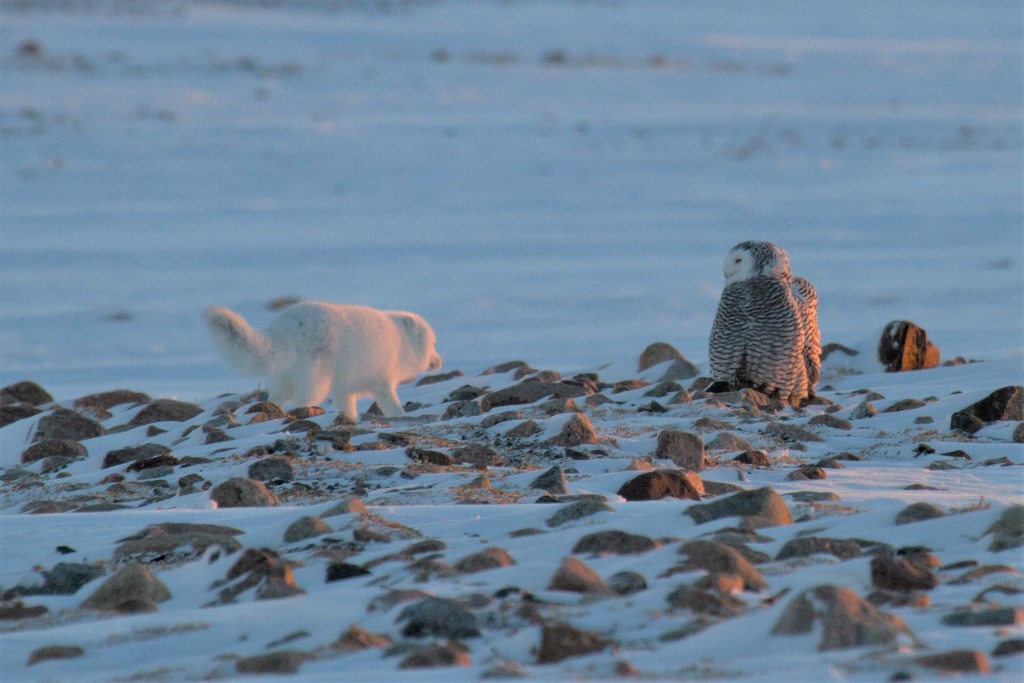 Our Top Arctic Fox Photos - Arctic Kingdom