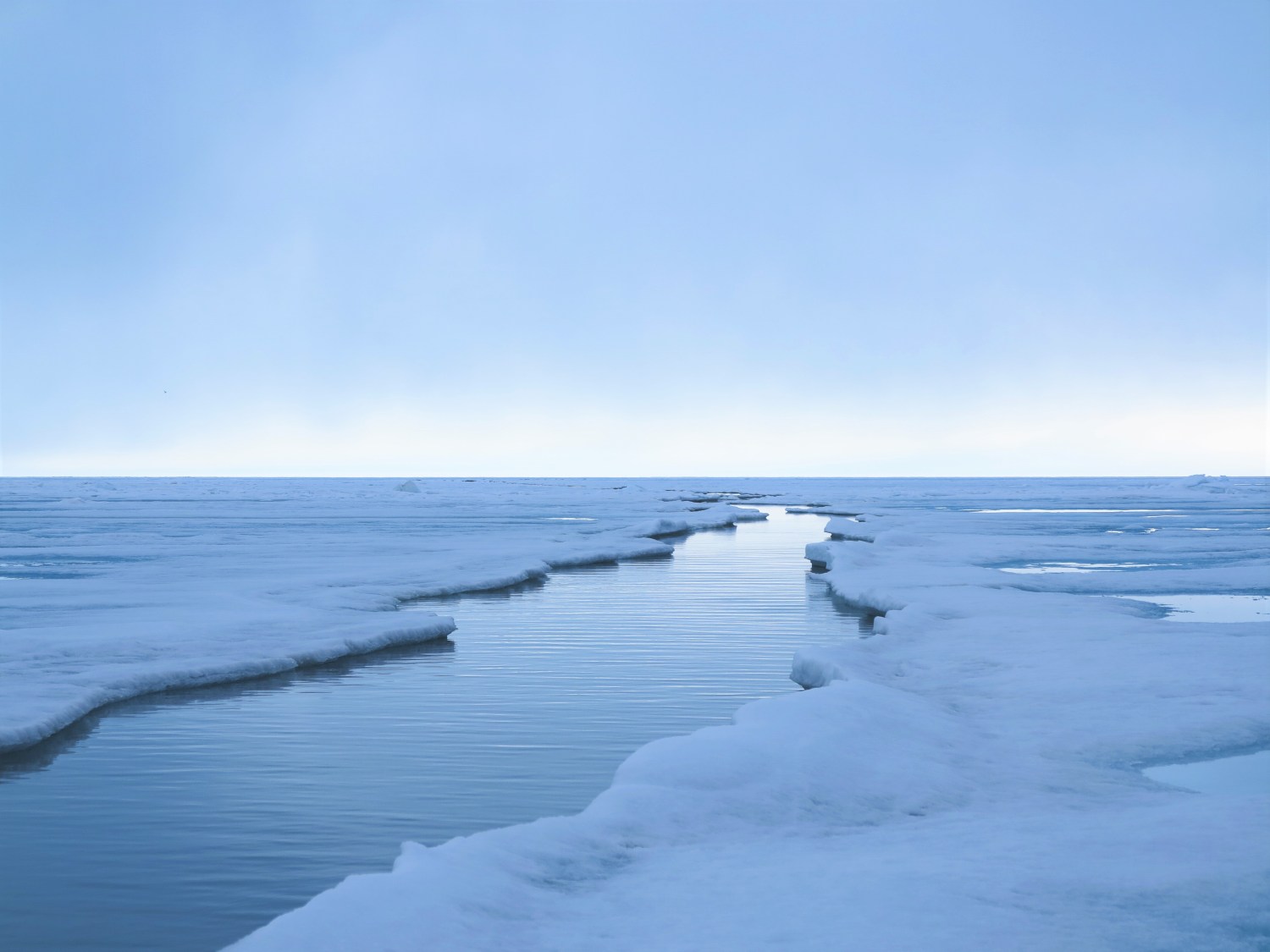What Makes The Floe Edge A Marine Wildlife Hub