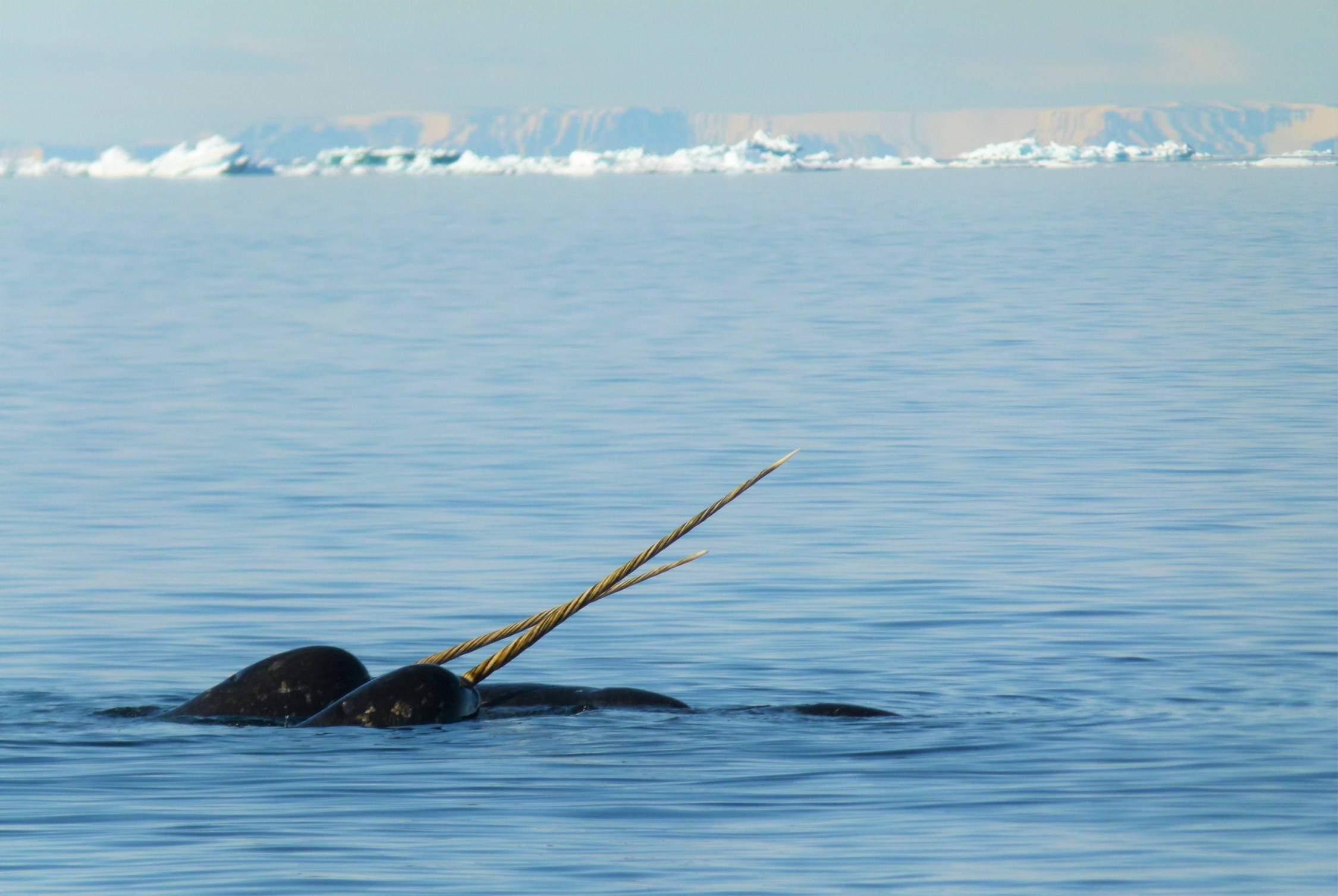Quviasukvik: The Inuit Winter Festival & Christmas