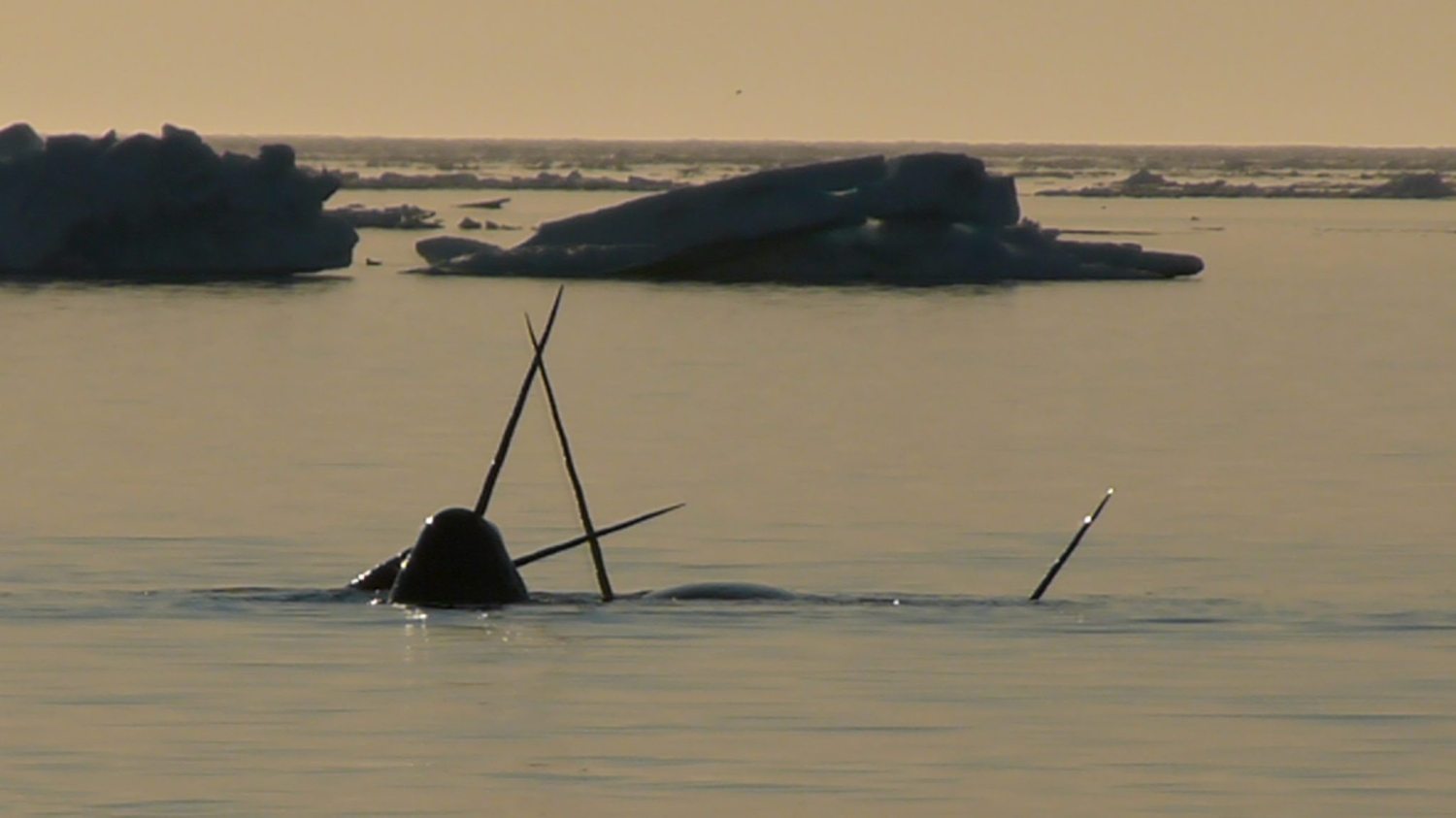 New Itinerary: Narwhal & Polar Bear Safari - Arctic Kingdom