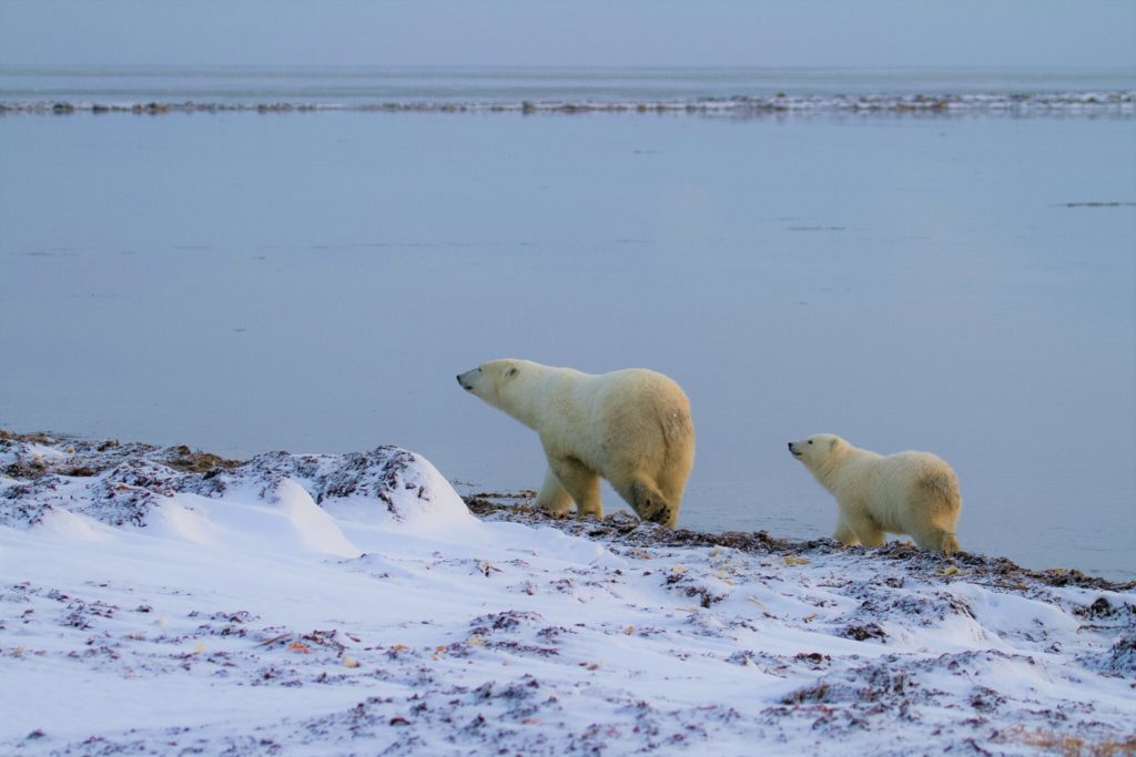 World Wildlife Day - Arctic Kingdom