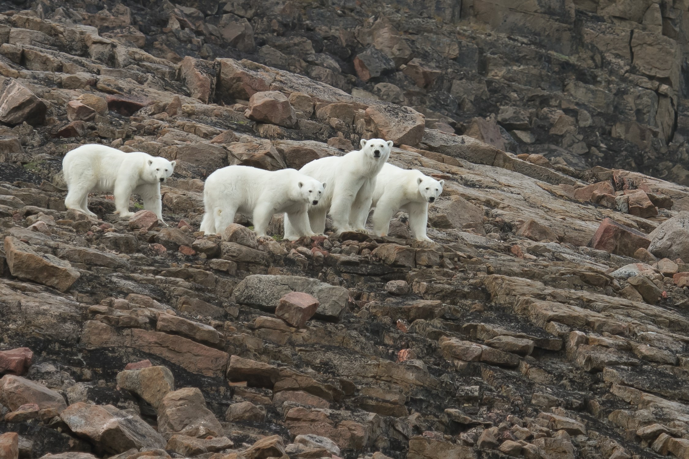 Arctic Wildlife Behaviour: Photographing Wild Personalities Arctic Wildlife Behaviour: Photographing Wild Personalities