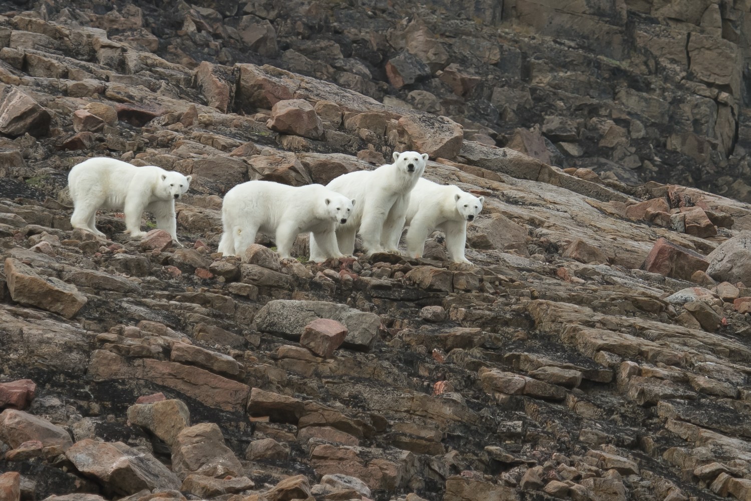 Polar Bears: How They've Adapted To Their Arctic Realm