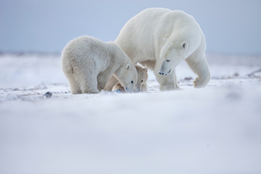 Spring Polar Bear Safari & Hudson Bay Polar Bear Cabin
