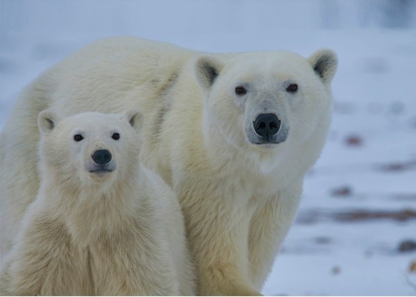 Polar Bear Seasonal Habits & Challenges | Arctic Kingdom