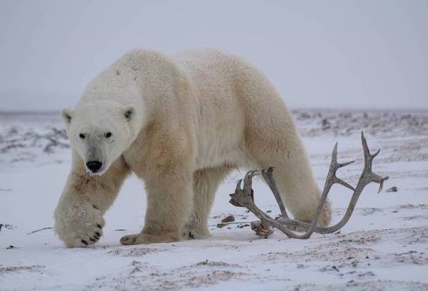 Polar Bear Migration - Arctic Experience - Arctic Kingdom