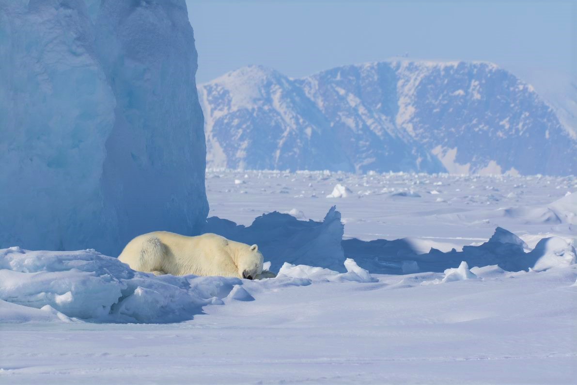 Arctic Guides by Profession, Photographers by Passion